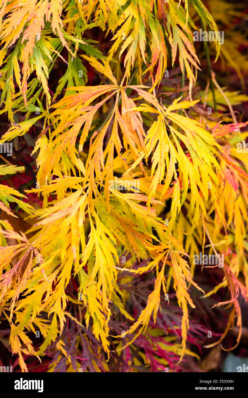Japanese gold autumn gold hi-res stock photography and images - Alamy