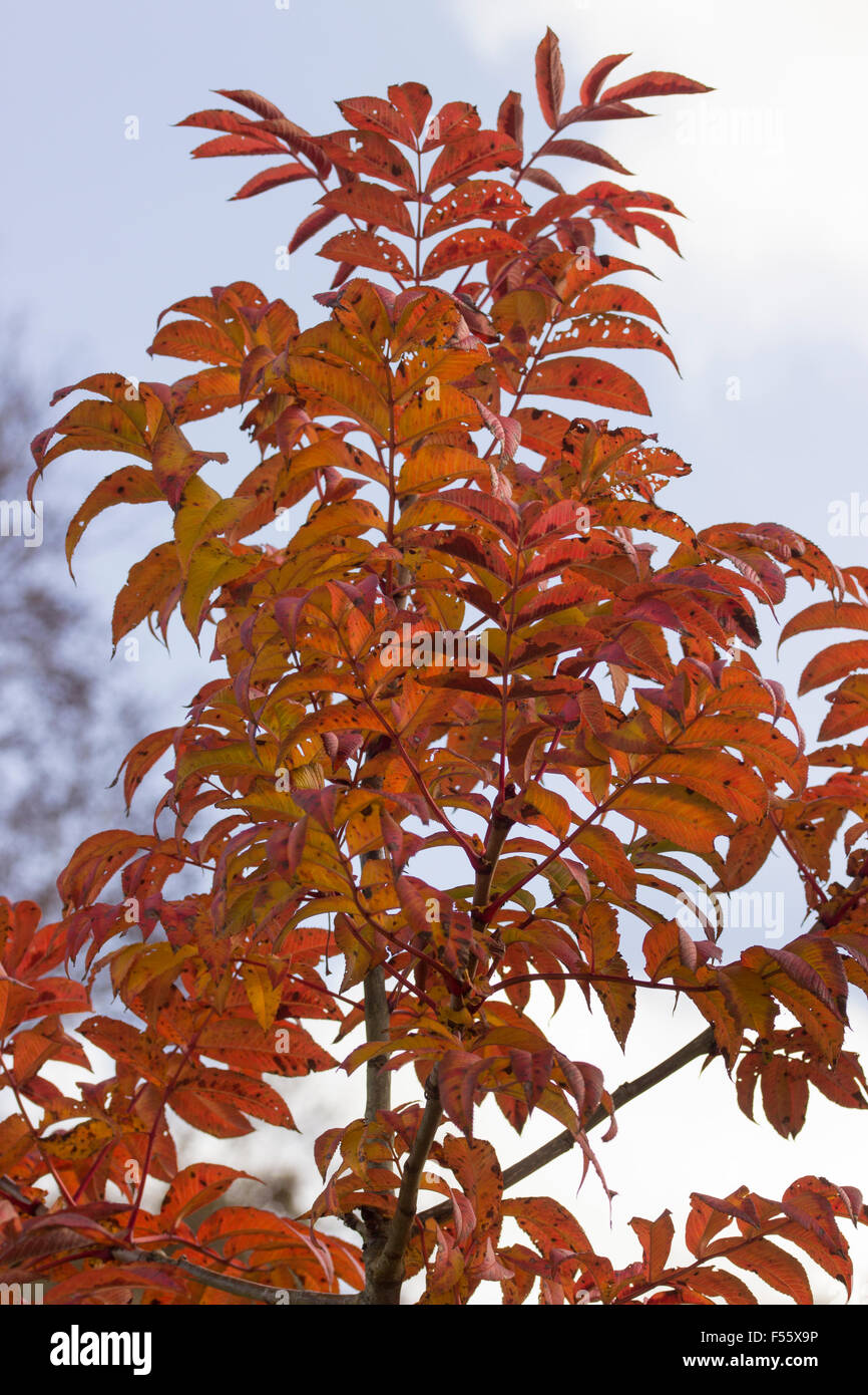 Red autumn foliage of the hardy deciduous rowan tree, Sorbus ...