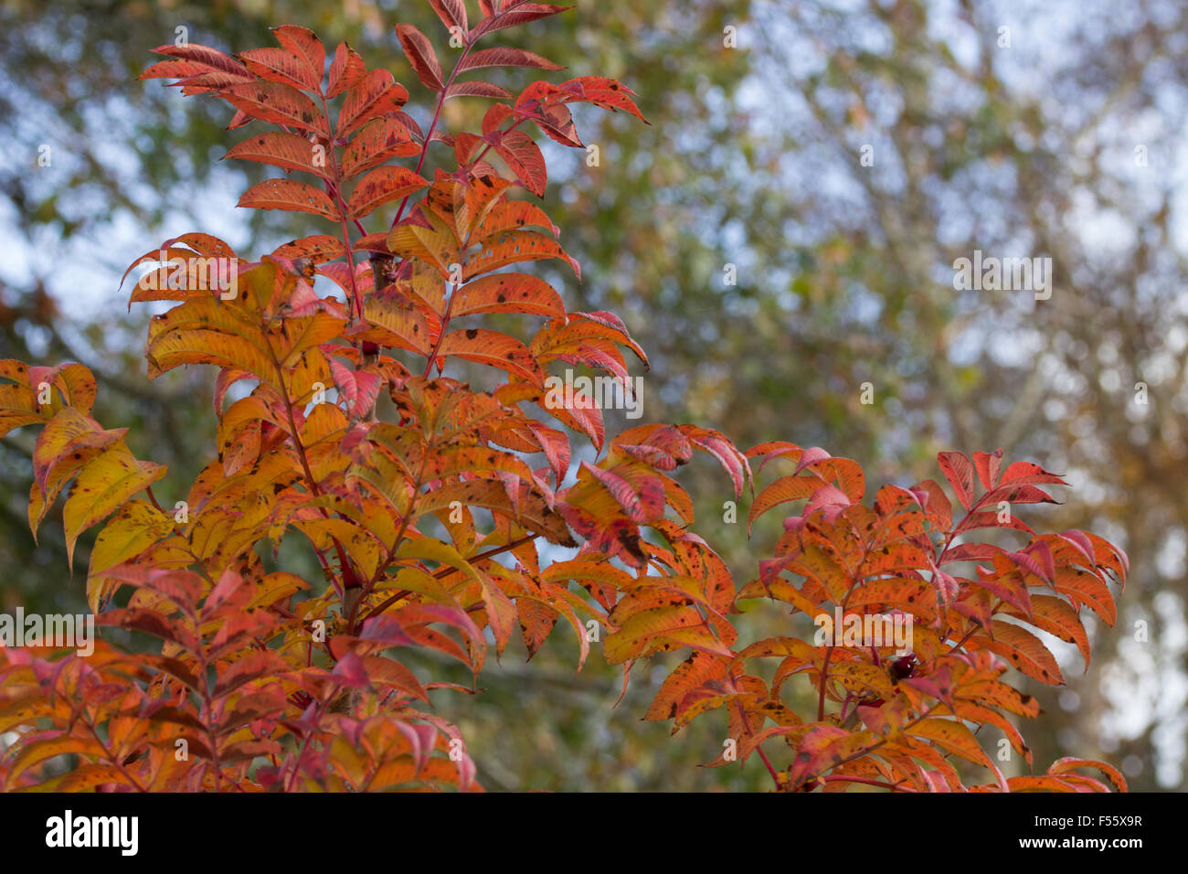 Red autumn foliage of the hardy deciduous rowan tree, Sorbus ...