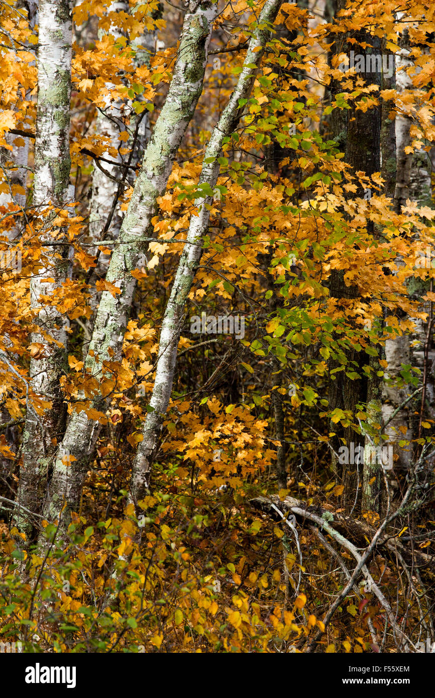 Birch maple trees fall autumn colour hi-res stock photography and ...