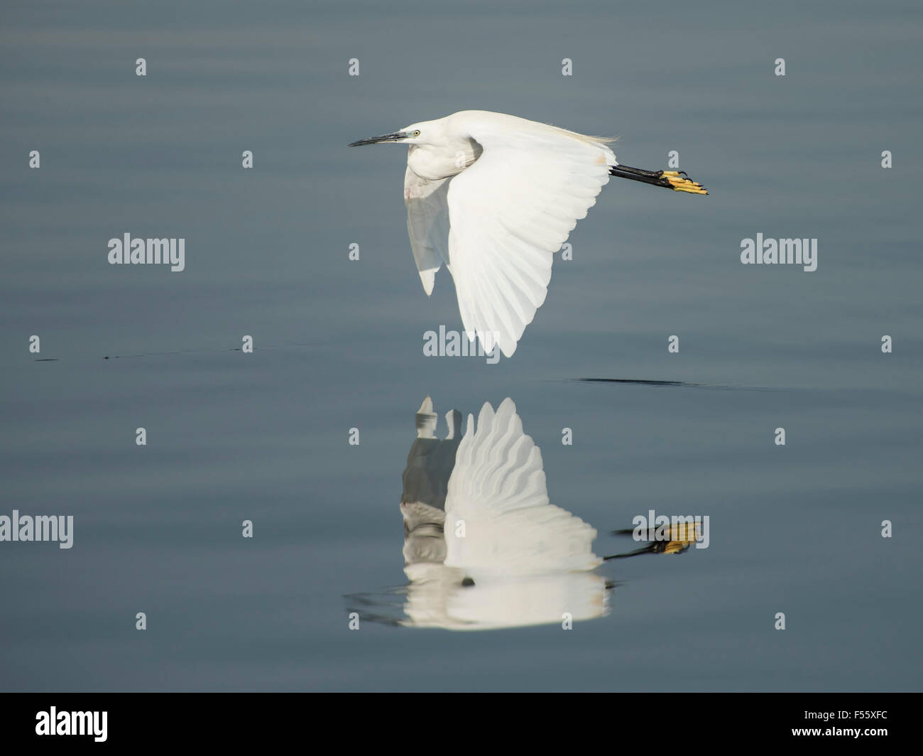 Little egret wild bird in flight over water with reflection Stock Photo ...