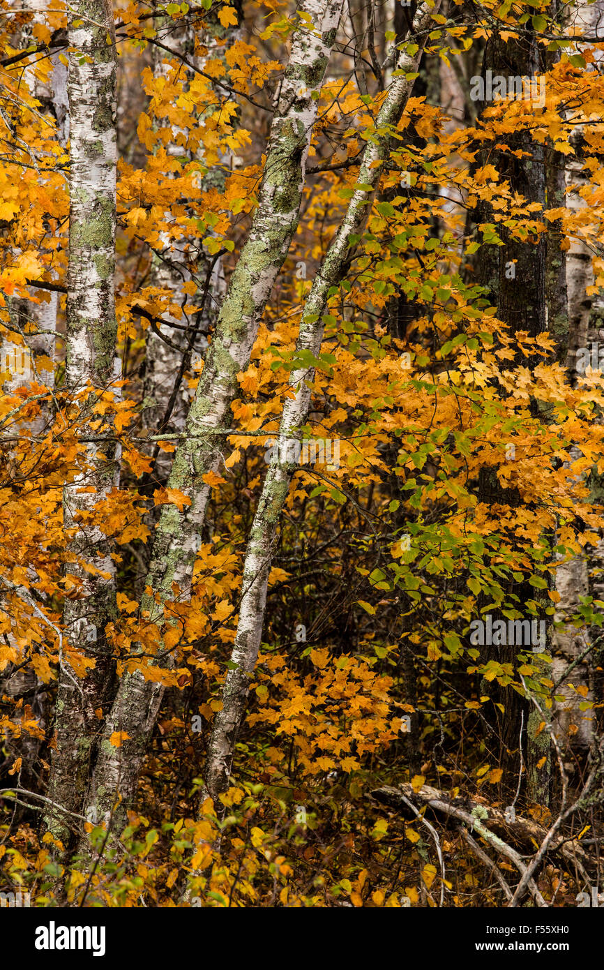 Birch maple trees fall autumn colour hi-res stock photography and ...