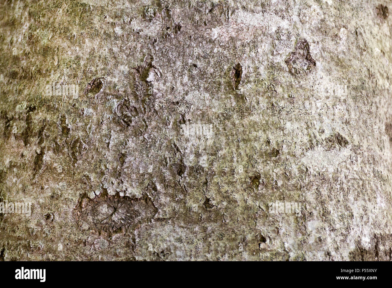 Beech bark hi-res stock photography and images - Alamy
