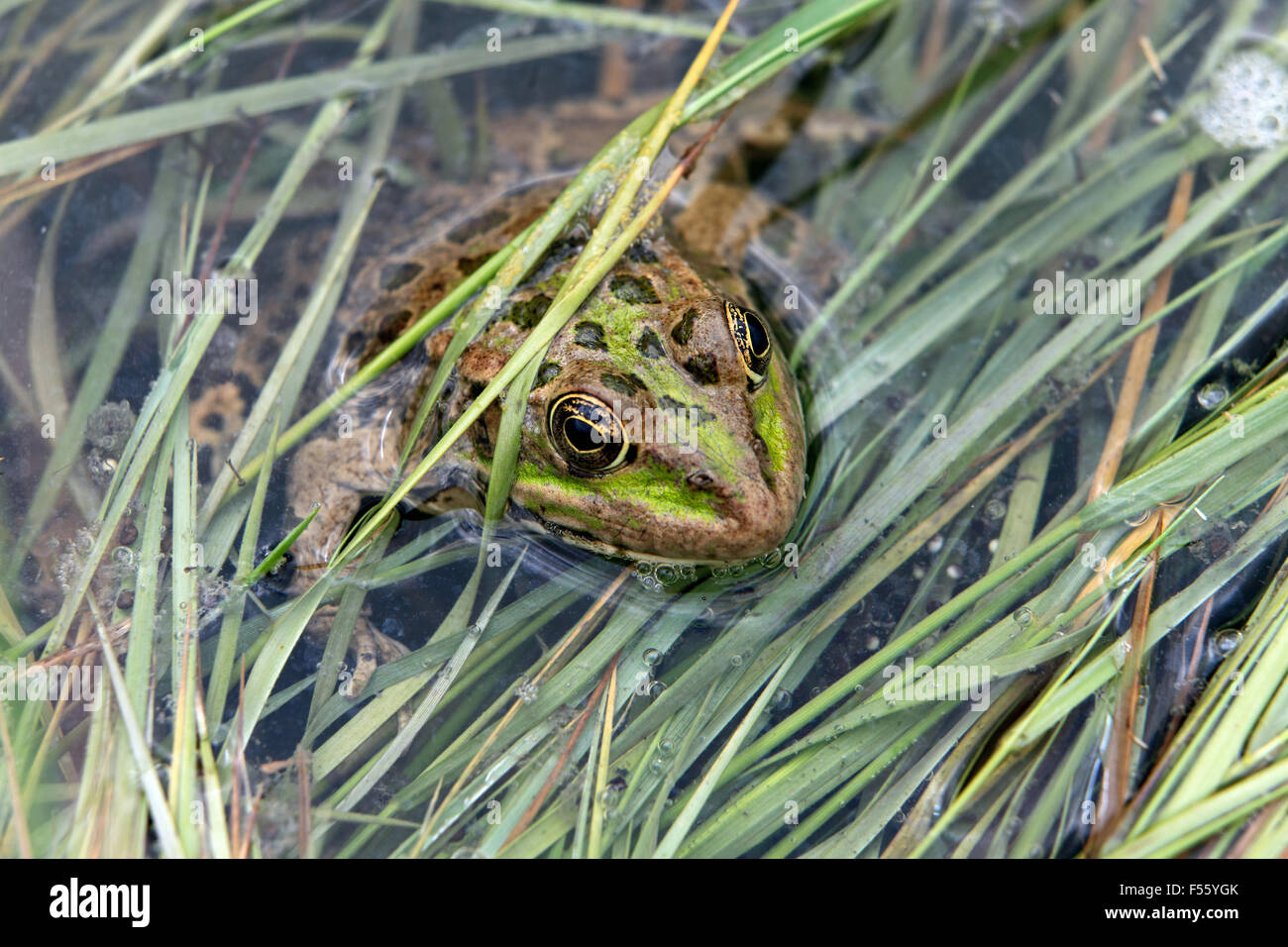 Amphibian pool hi-res stock photography and images - Alamy