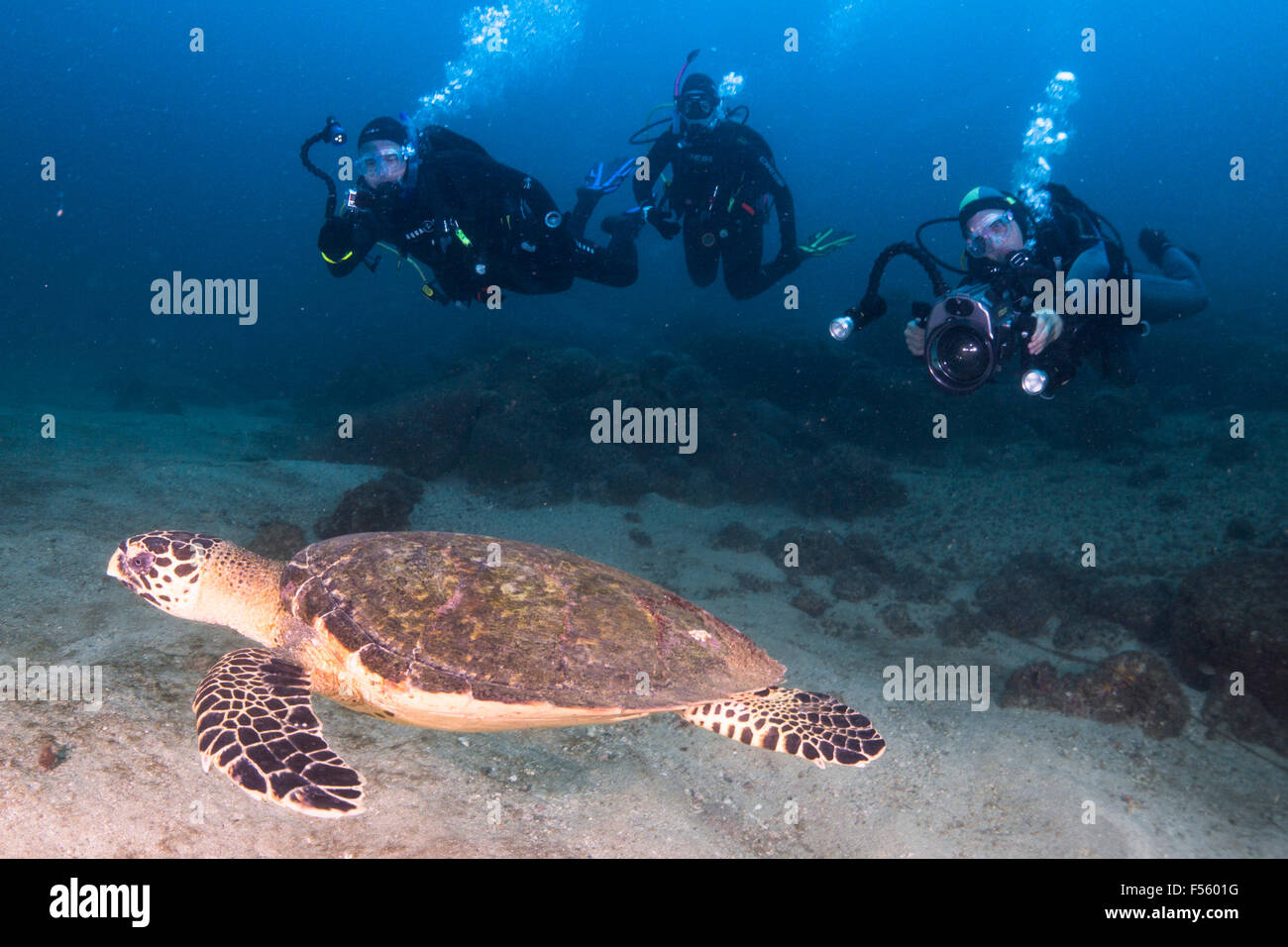 Sea turtle photos hi-res stock photography and images - Alamy