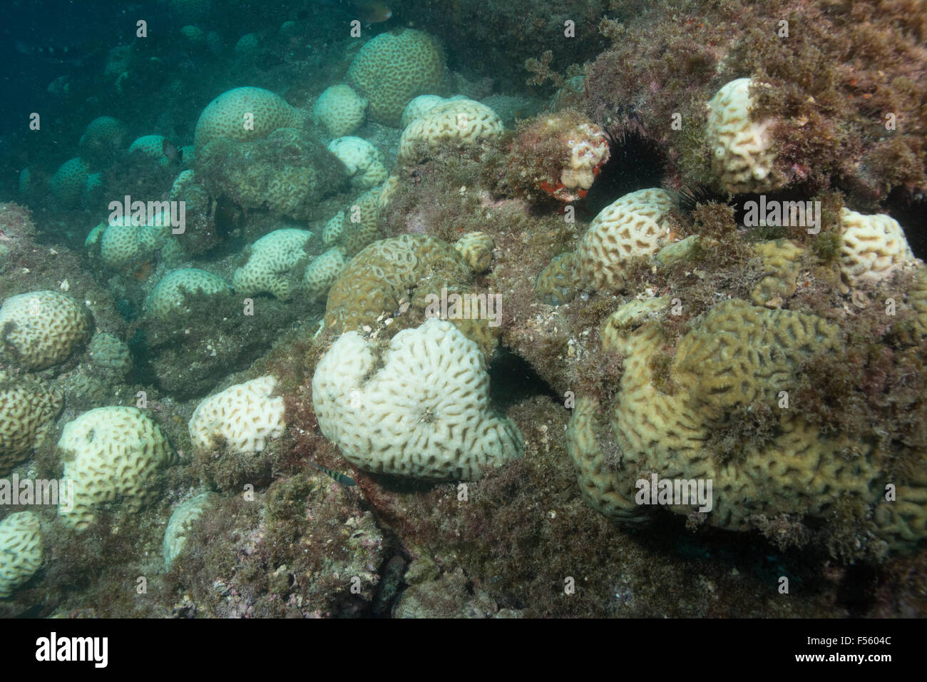 Coral reef coast of brazil hi-res stock photography and images - Alamy