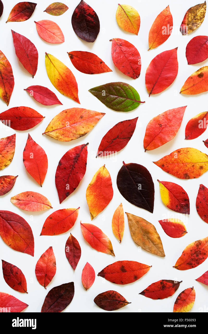 The changing colour of Autumn leaves isolated on a white background ...