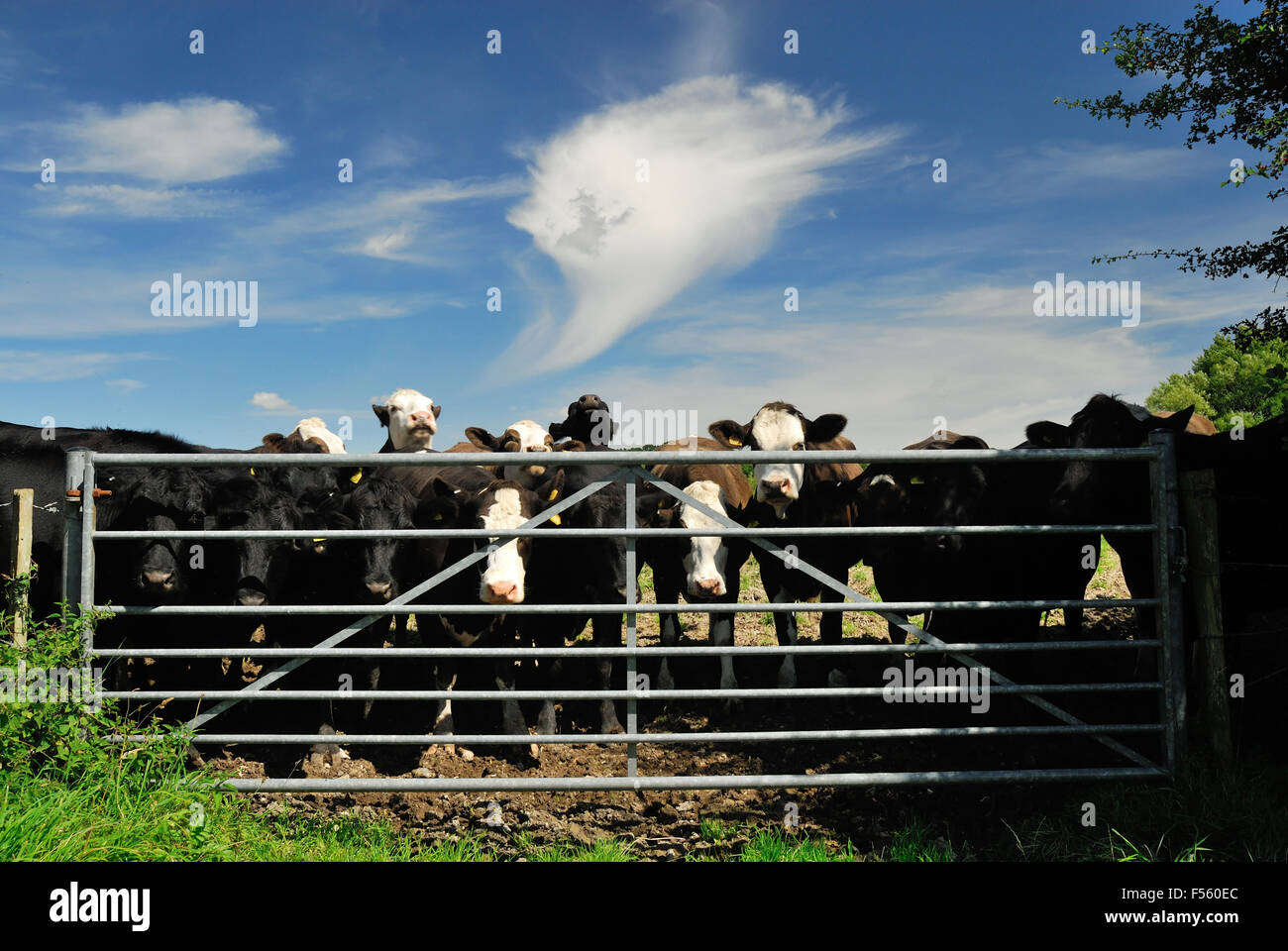 Cattle at a field gate Stock Photo - Alamy