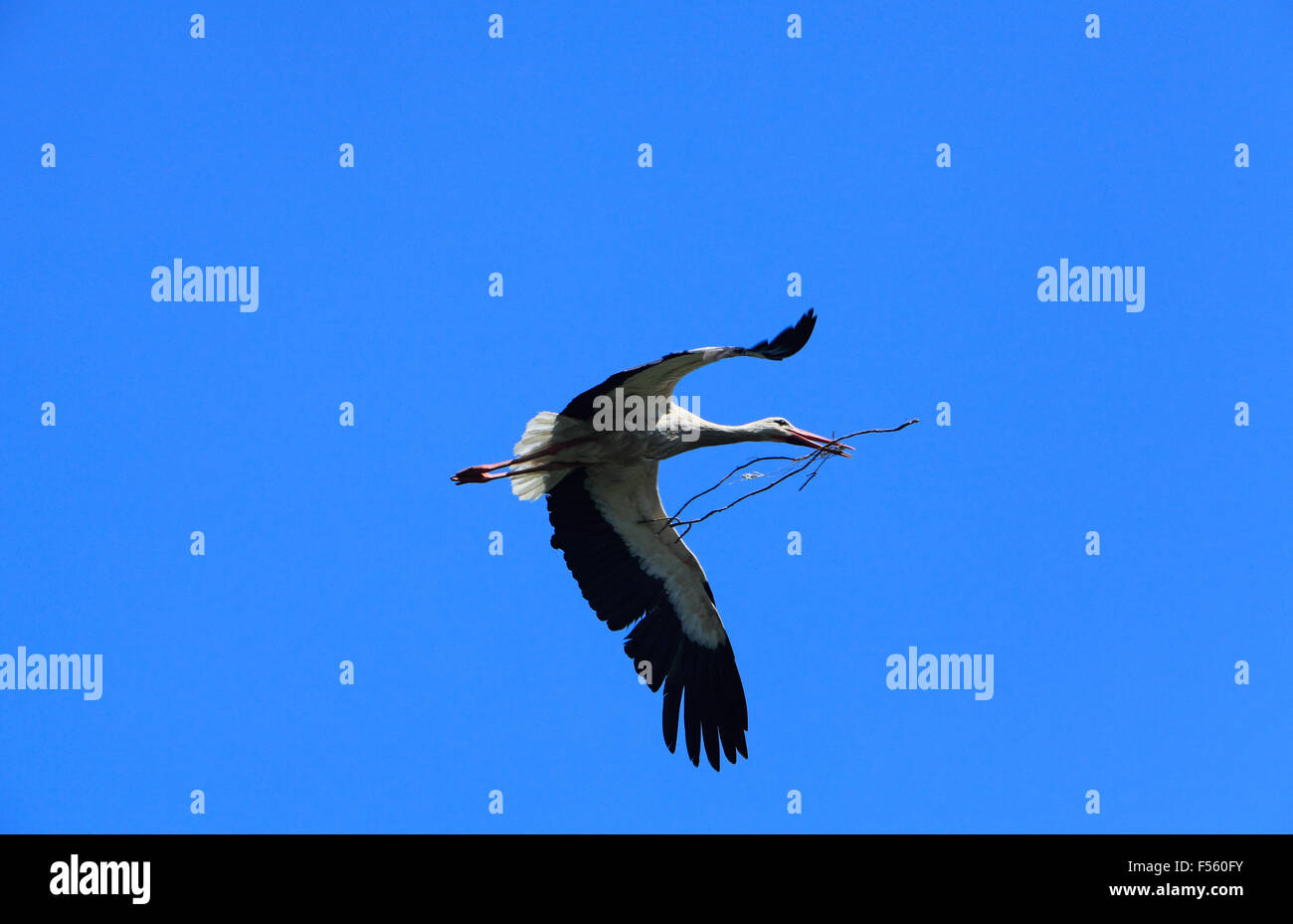 Stork in flight Stock Photo - Alamy