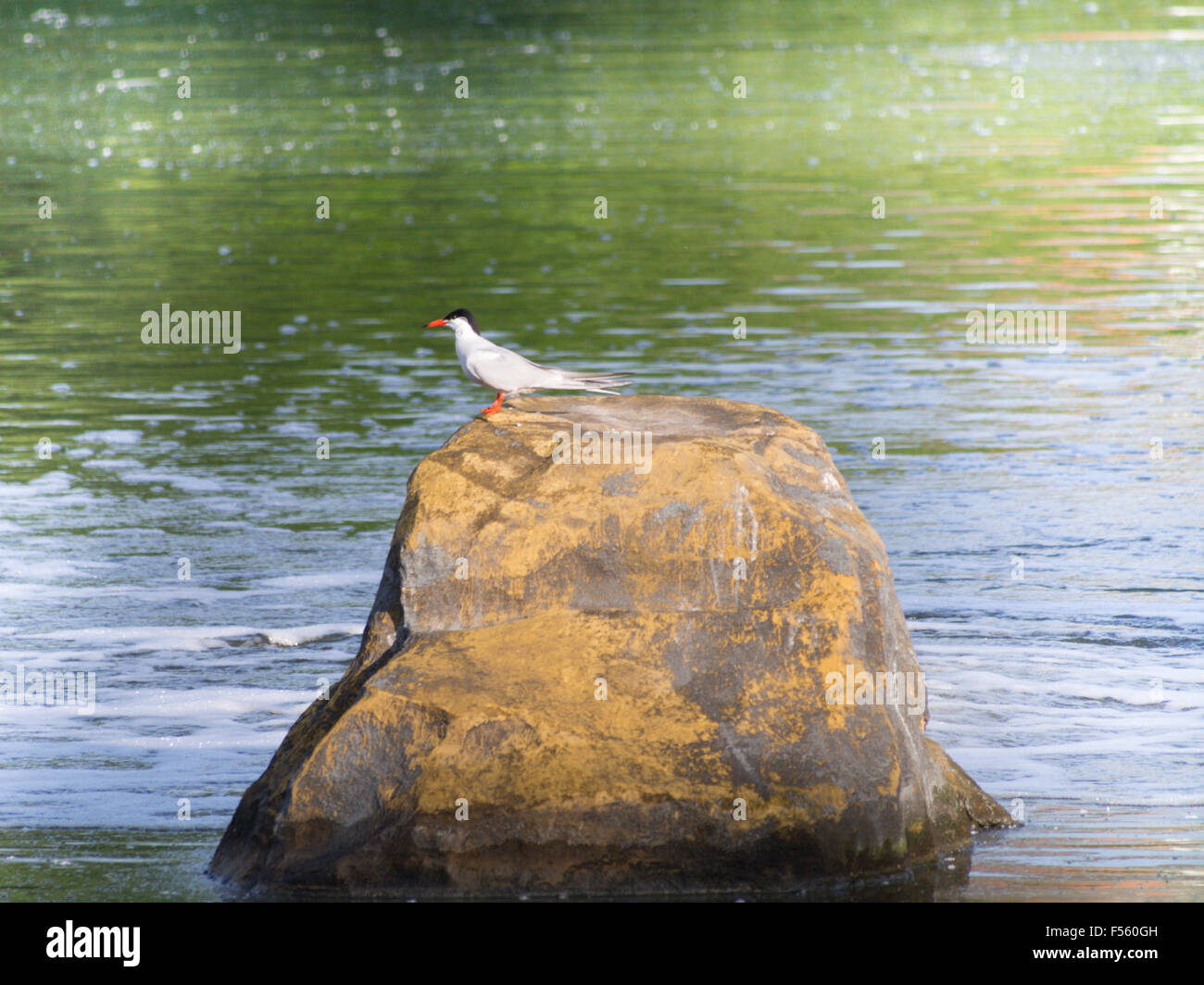 Common Tern on a rock Stock Photo - Alamy