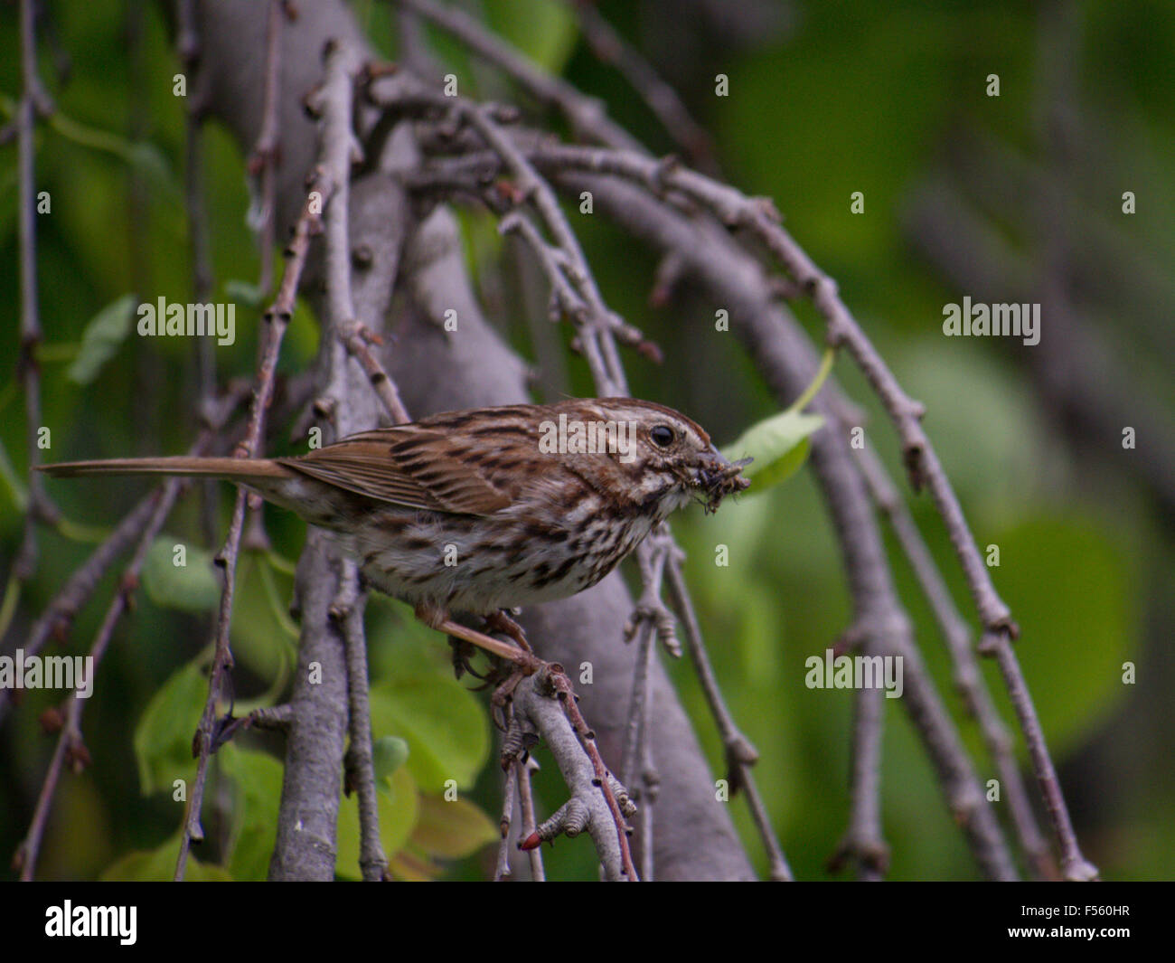 Bird holding a bug Stock Photo - Alamy