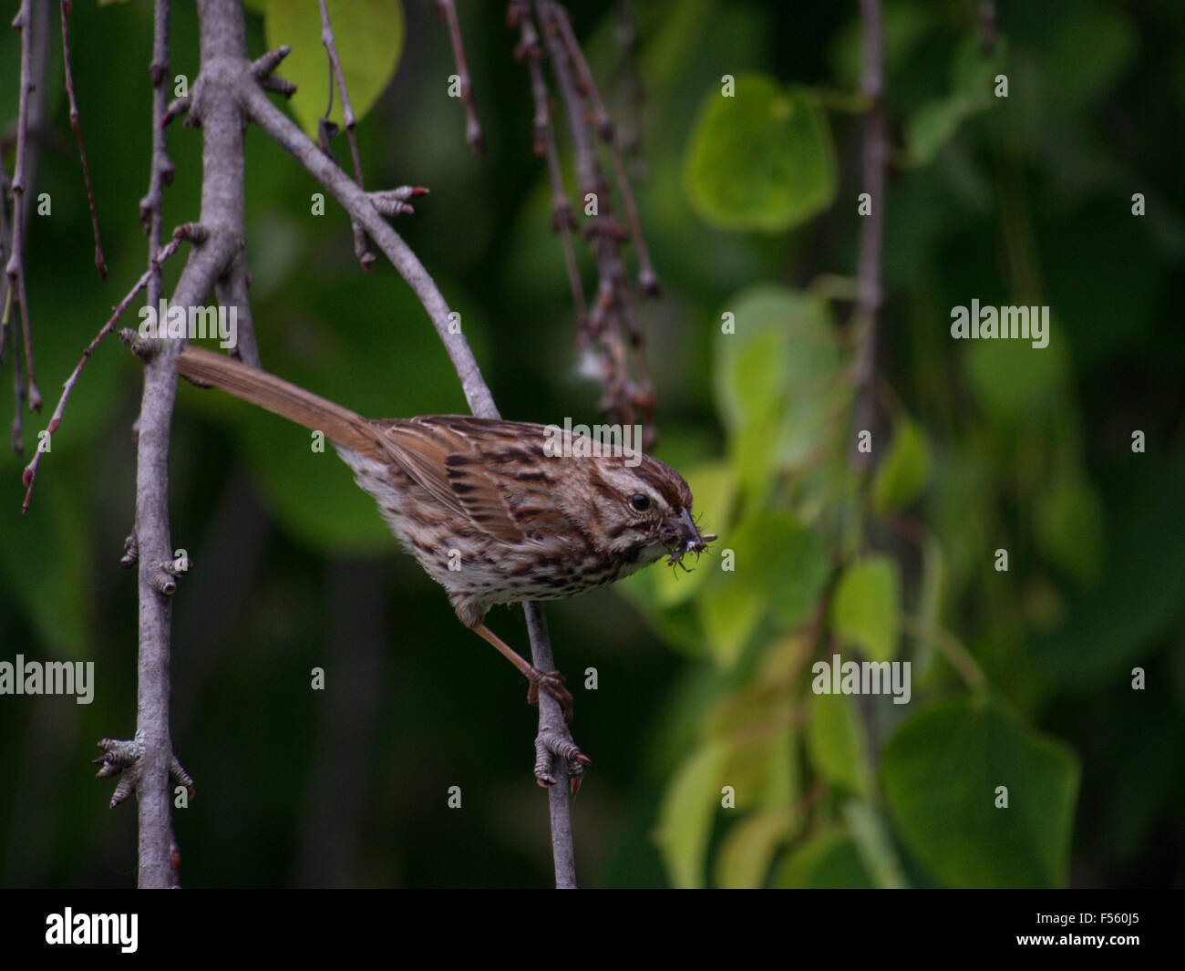 Bird holding a bug Stock Photo - Alamy
