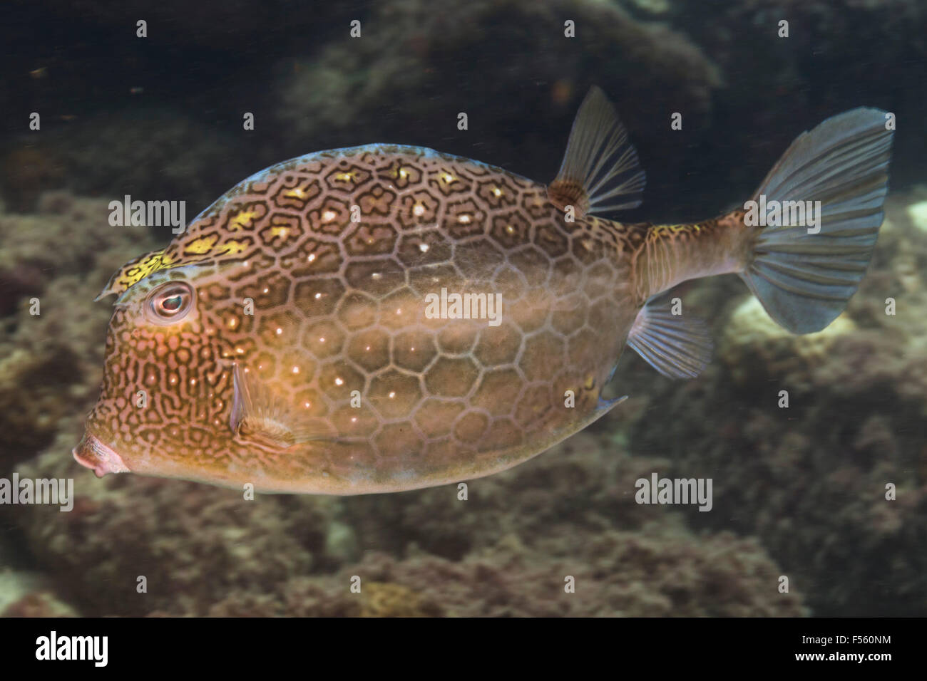 Ostracidae hi-res stock photography and images - Alamy