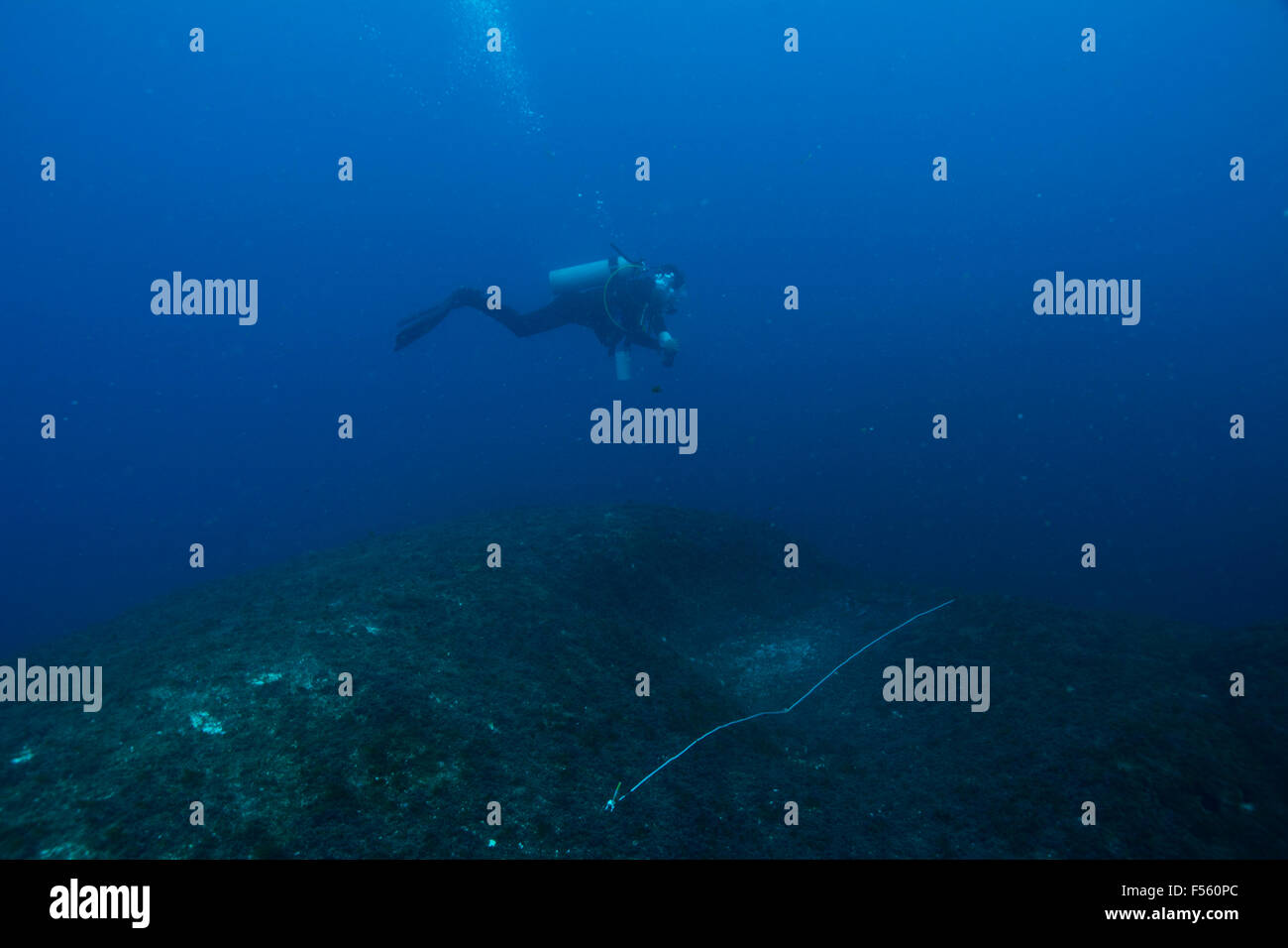 scientific scuba diver using stationary visual census method to measure ...