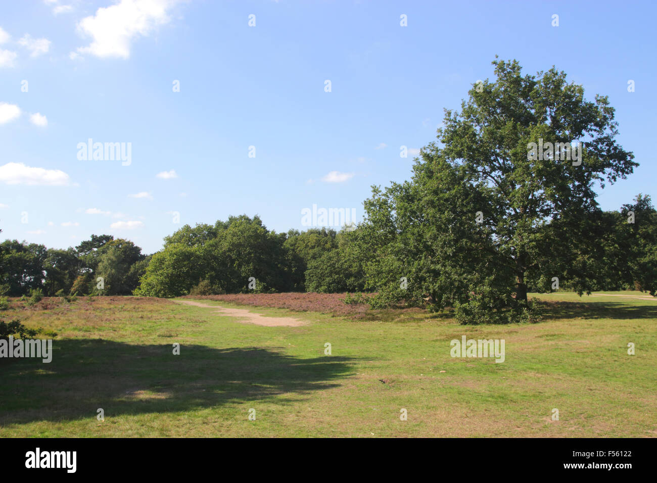 Wimbledon Common London summer 2015 Stock Photo - Alamy