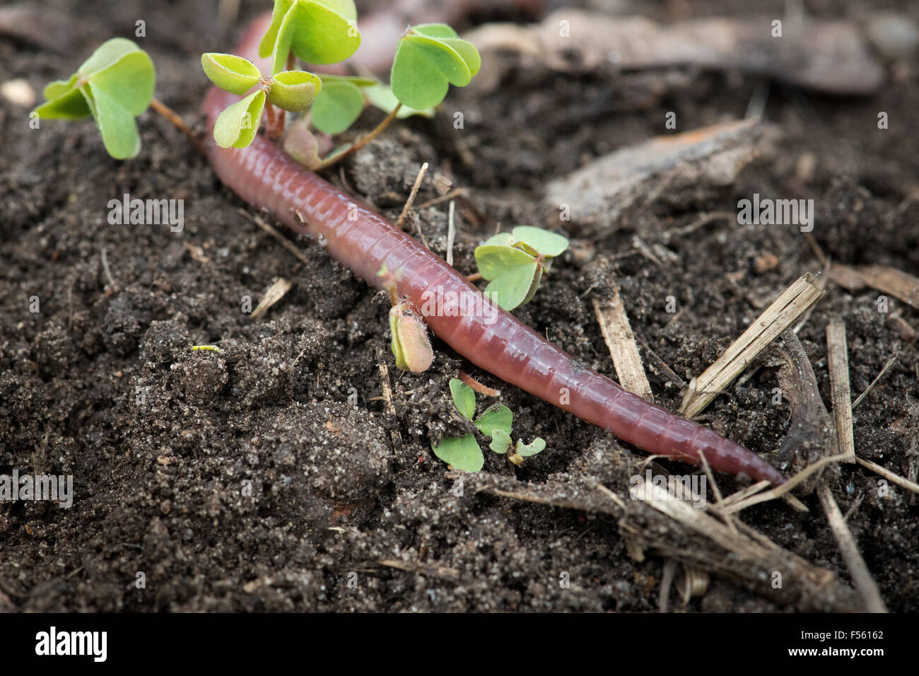 02.05.2015, Berlin, Berlin, Germany - The earthworms (Lumbricidae) are ...