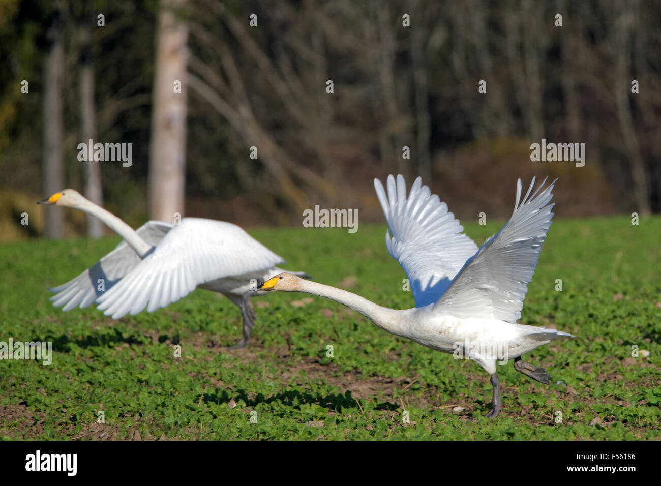 Transmigration hi-res stock photography and images - Alamy