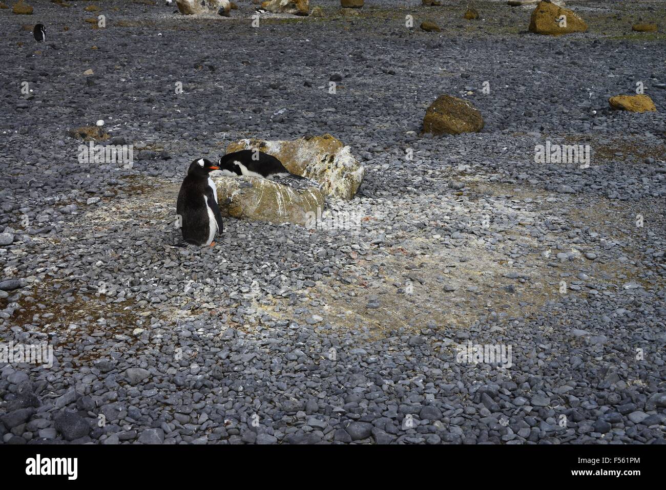 nesting Penguin on rock and gravel! Stock Photo - Alamy