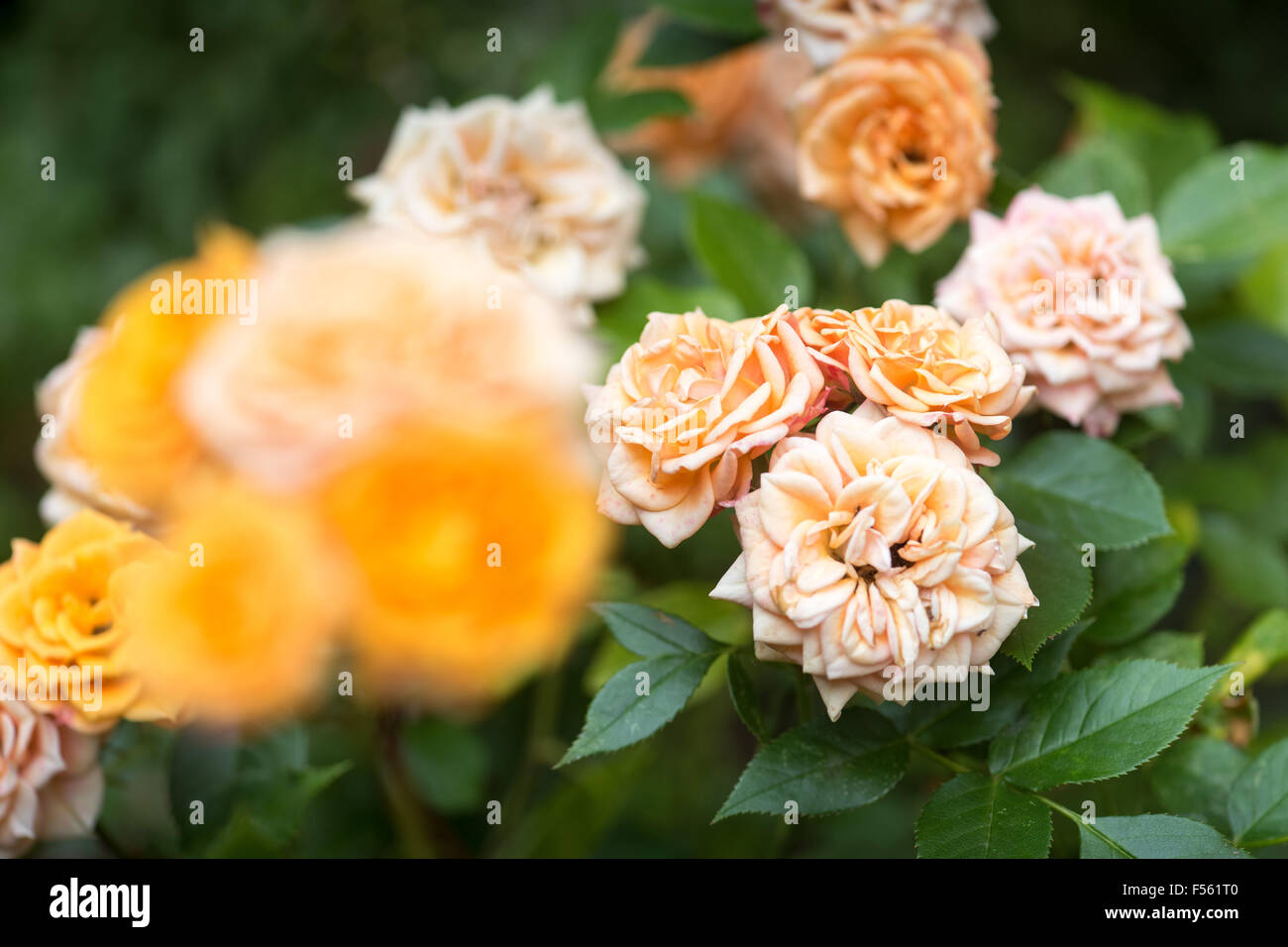 Rosenbusch hi-res stock photography and images - Alamy