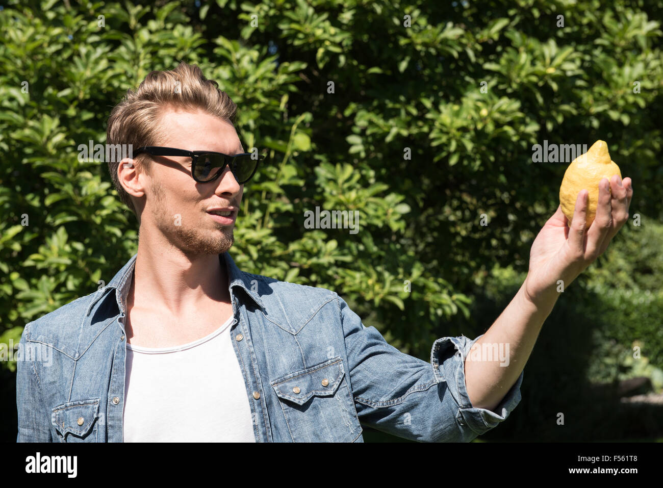 young handsome man is harvesting lemons Stock Photo - Alamy