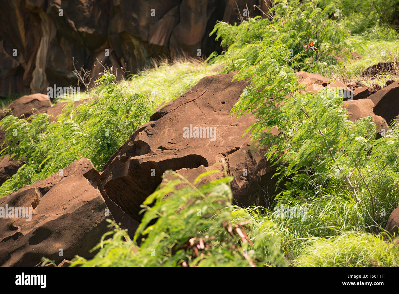 Olowalu petroglyphs of Puu Kilea at the Olowalu Cultural Reserve, Maui ...