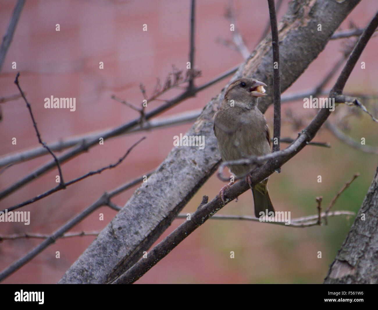 The sparrow montreal hi-res stock photography and images - Alamy
