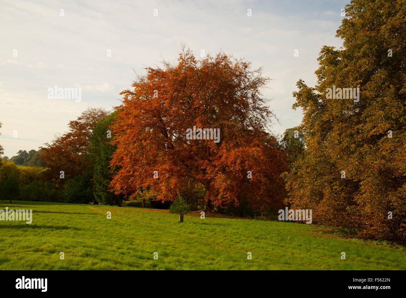 Stunning red leaved tree as part of a fall / autumn landscape Stock ...