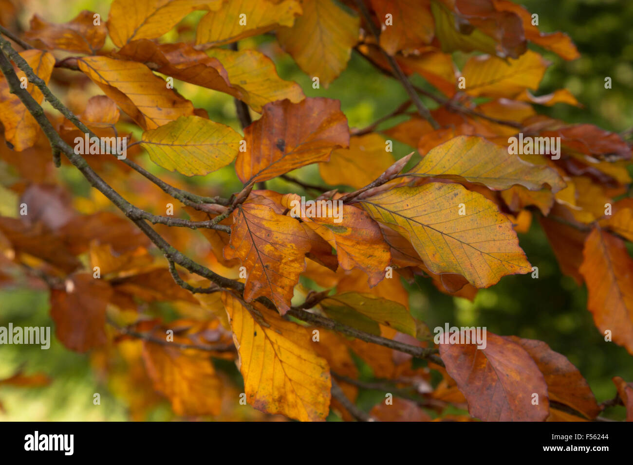 Leaves turning brown hi-res stock photography and images - Alamy