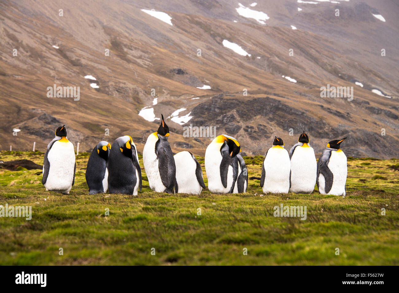 King penguin group hi-res stock photography and images - Alamy