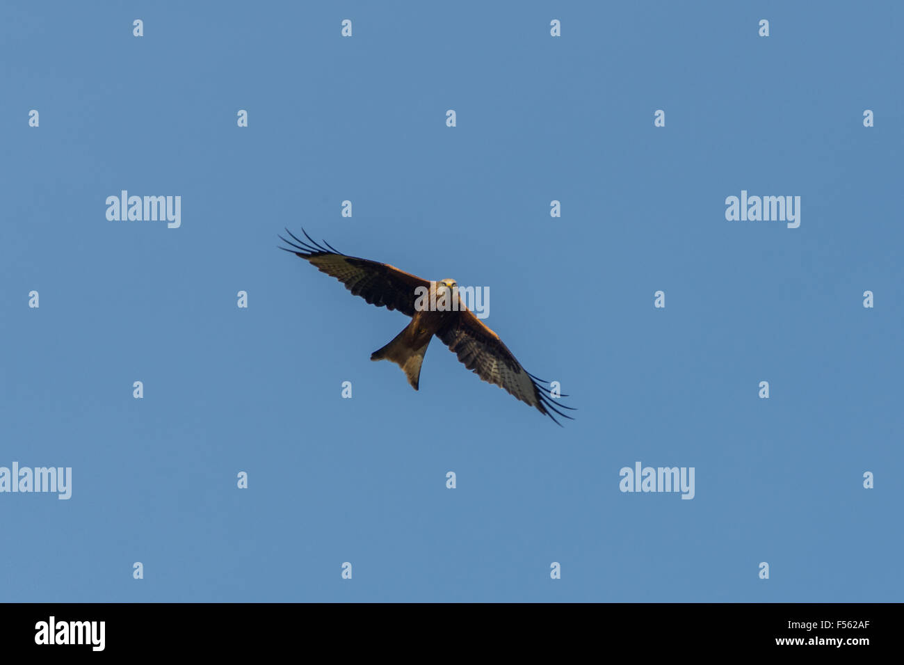 Red Kite in flight Stock Photo - Alamy