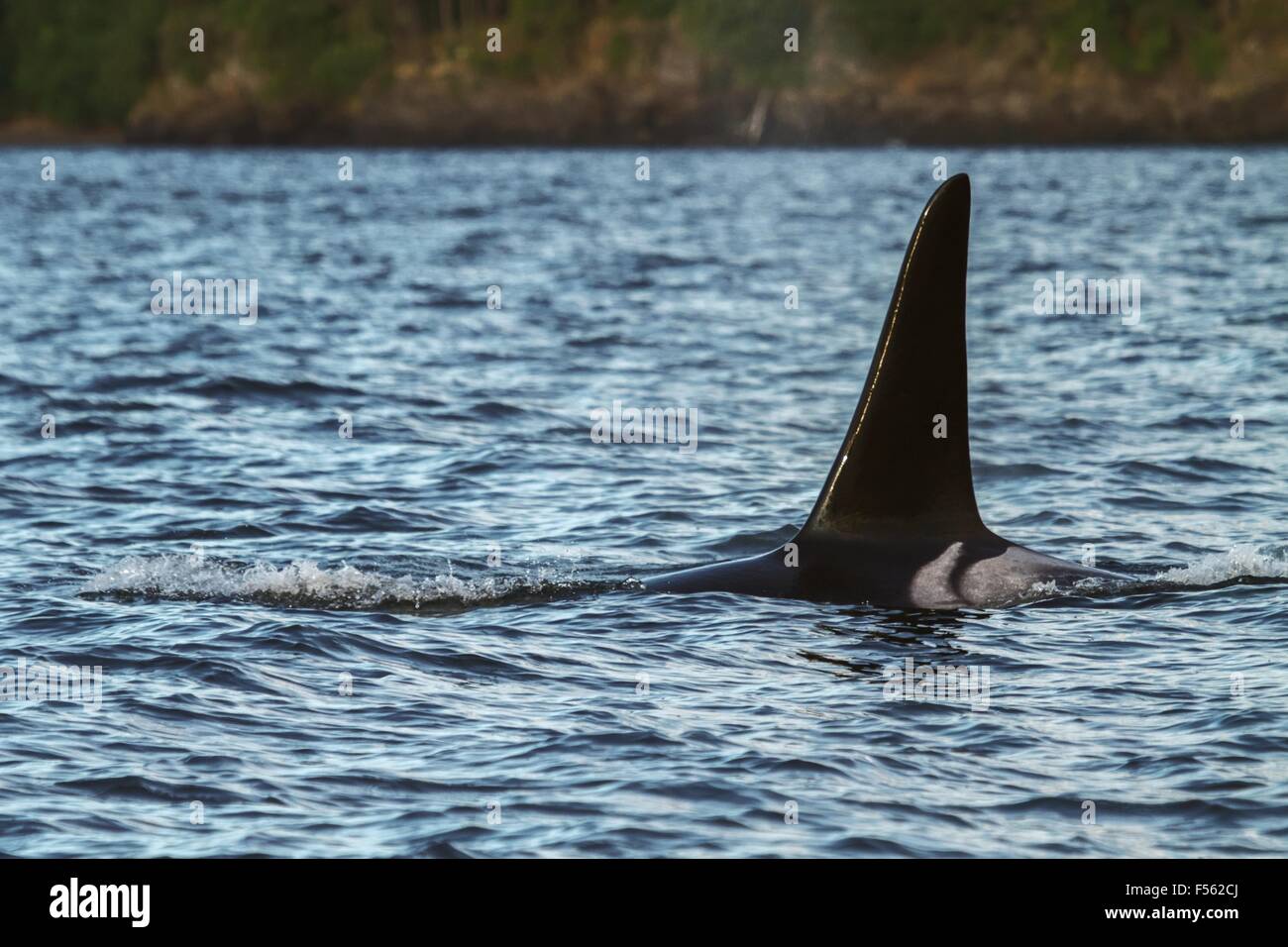 Orcas Alaska High Resolution Stock Photography and Images - Alamy