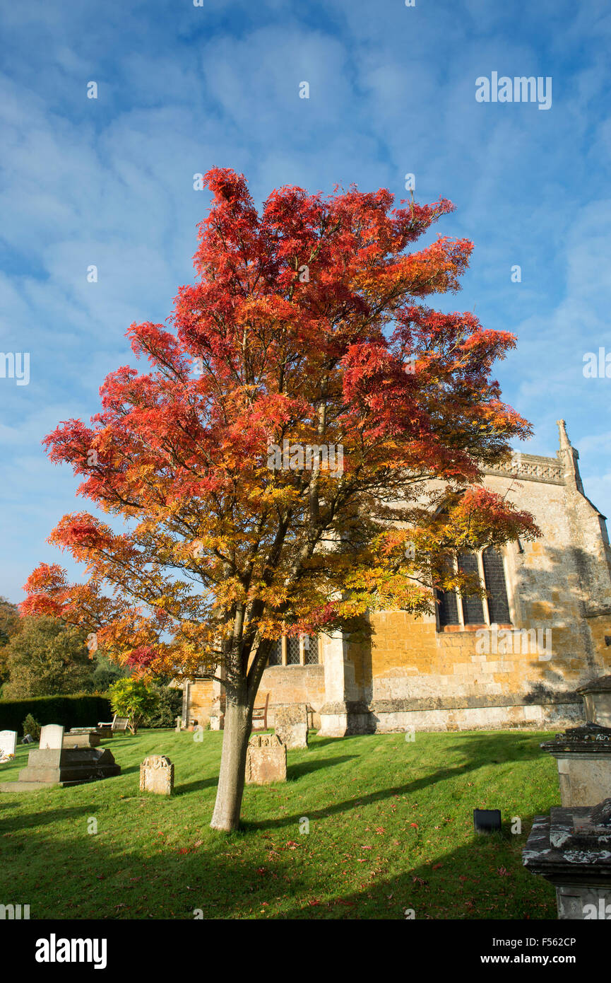 Rowan tree hi-res stock photography and images - Alamy