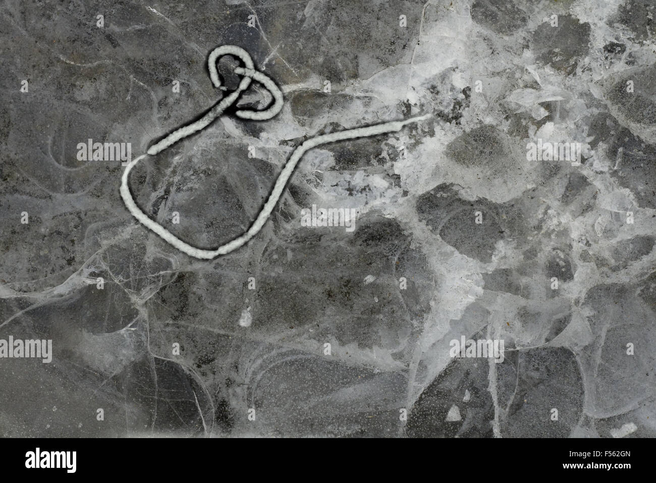 Ebola virus under microscope hi-res stock photography and images - Alamy