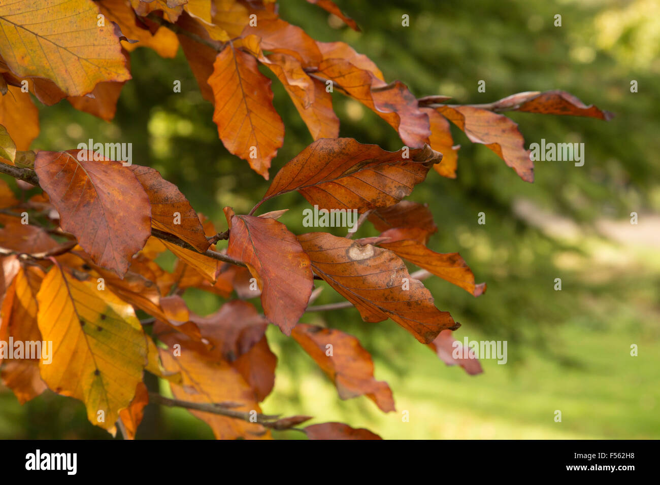Beautiful fall leaves display hi-res stock photography and images - Alamy