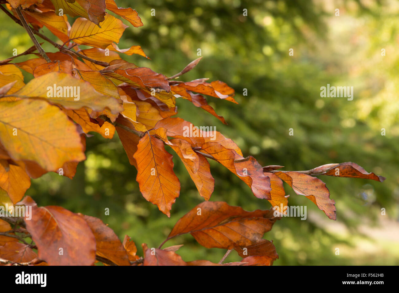 Beautiful fall leaves Stock Photo - Alamy