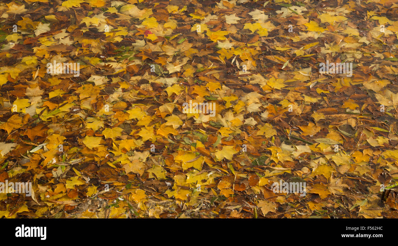 Beautiful Fall / autumn leaves in water Stock Photo - Alamy