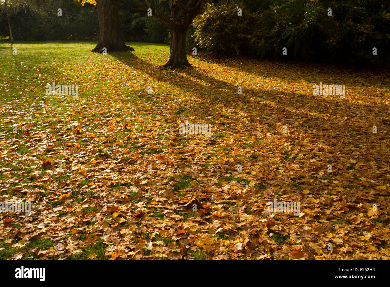 Beautiful carpet of autumn / fall leaves under trees on a sunny day ...