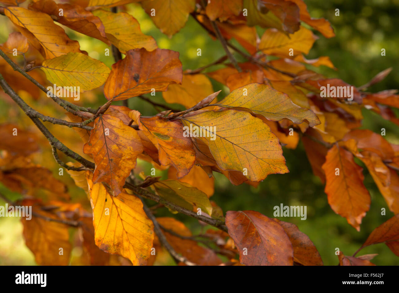 Beautiful fall leaves Stock Photo - Alamy