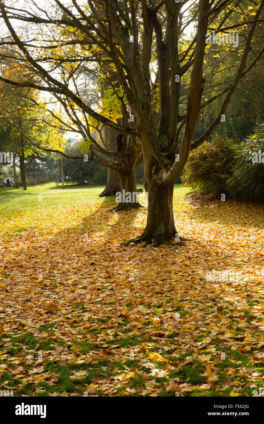 Beautiful carpet of autumn / fall leaves under trees on a sunny day ...
