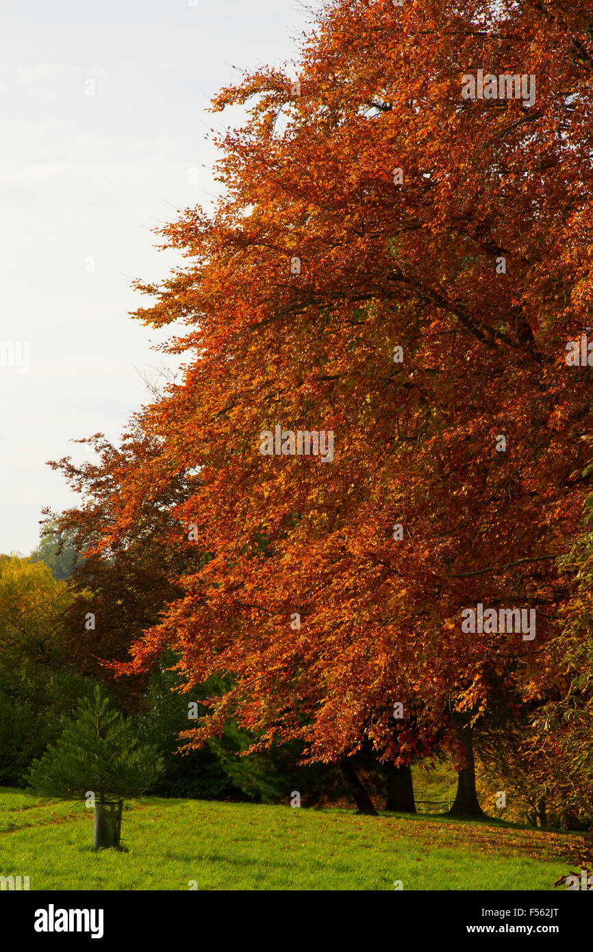 Stunning woodland autumn leaves hi-res stock photography and images - Alamy