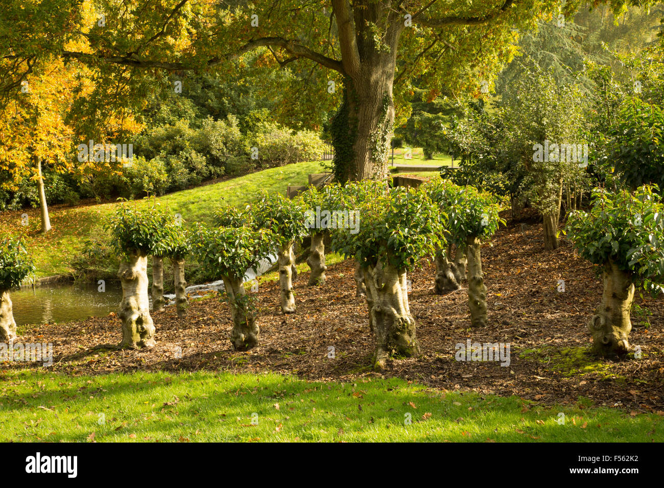 Short trees hi-res stock photography and images - Alamy