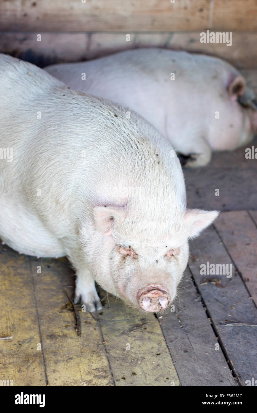 Dwarf pig at resting. Semiana, Lombardia. Italy Stock Photo - Alamy