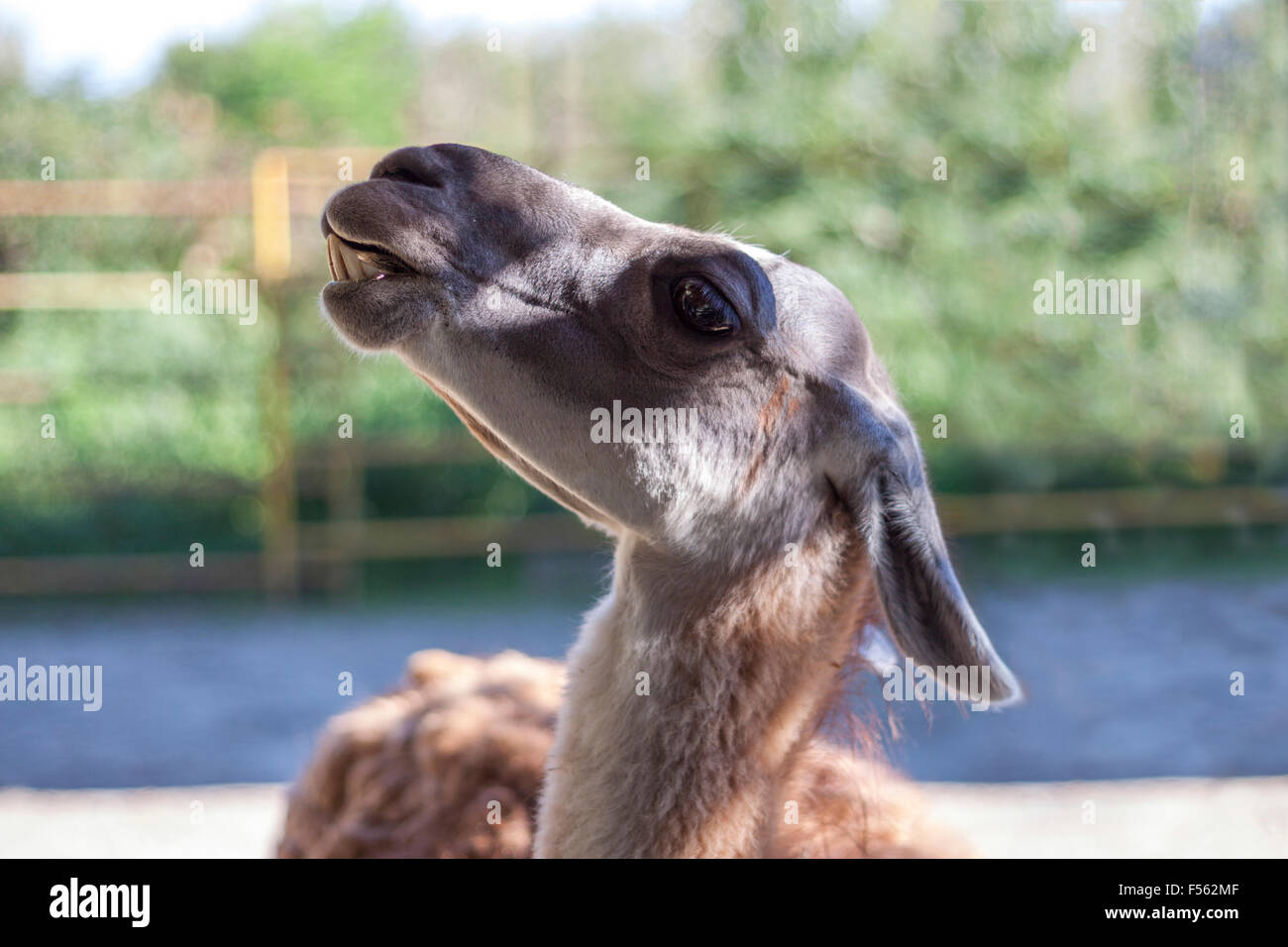 Lama glama drill. Semiana, Lombardia. Italy Stock Photo - Alamy