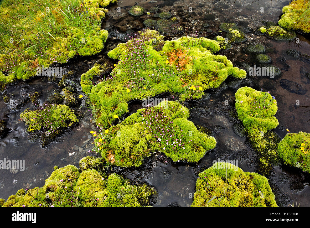 WA10747-00...WASHINGTON - Colorful moss growing on a small seep in ...