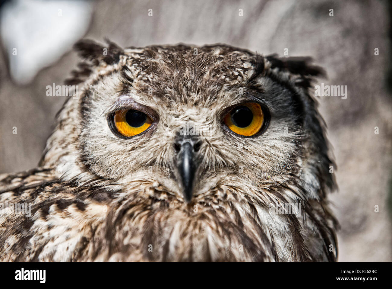 Búho indio hi-res stock photography and images - Alamy