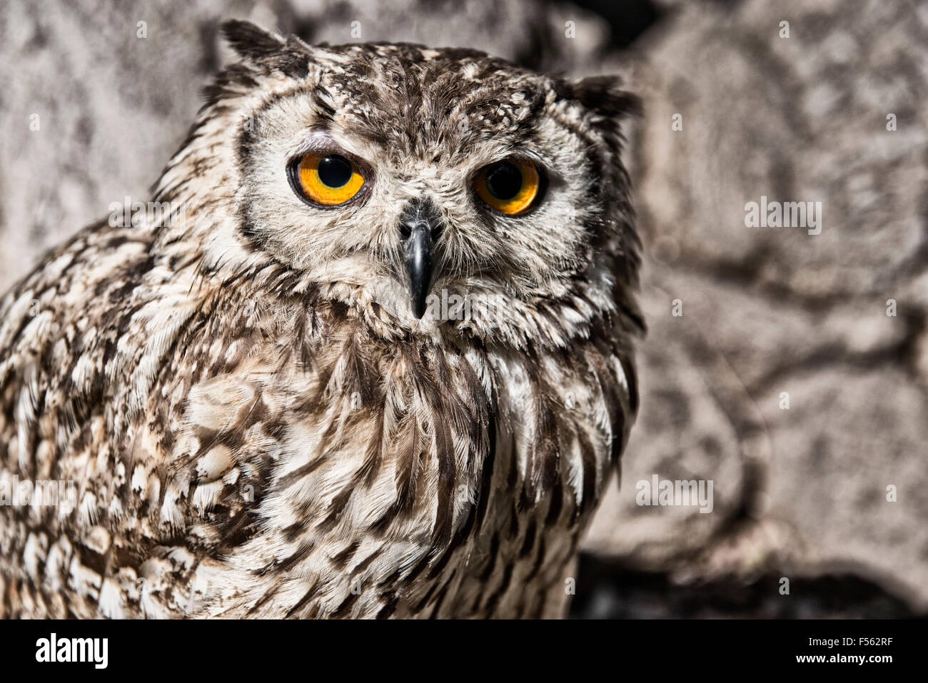 Bengalenuhu, Indischer Uhu, bubo bangalensis, Buho de Bengala, Buho ...