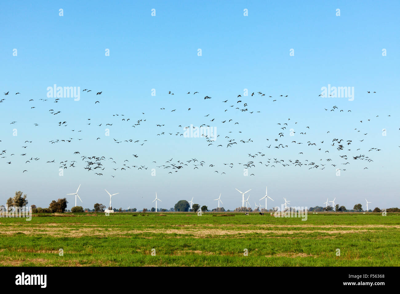 Wildlife wind hi-res stock photography and images - Alamy
