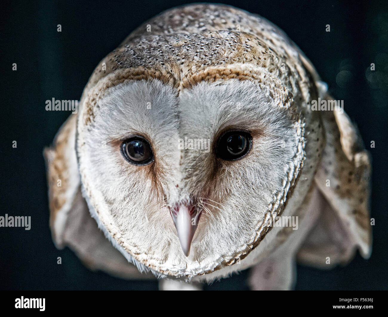 Schleiereule, Tyto Alba, barn owl, screech owl, Tytonidae Stock Photo - Alamy
