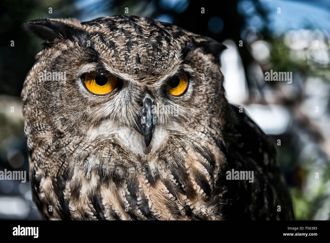 Bengalenuhu, Indischer Uhu, bubo bangalensis, Buho de Bengala, Buho ...