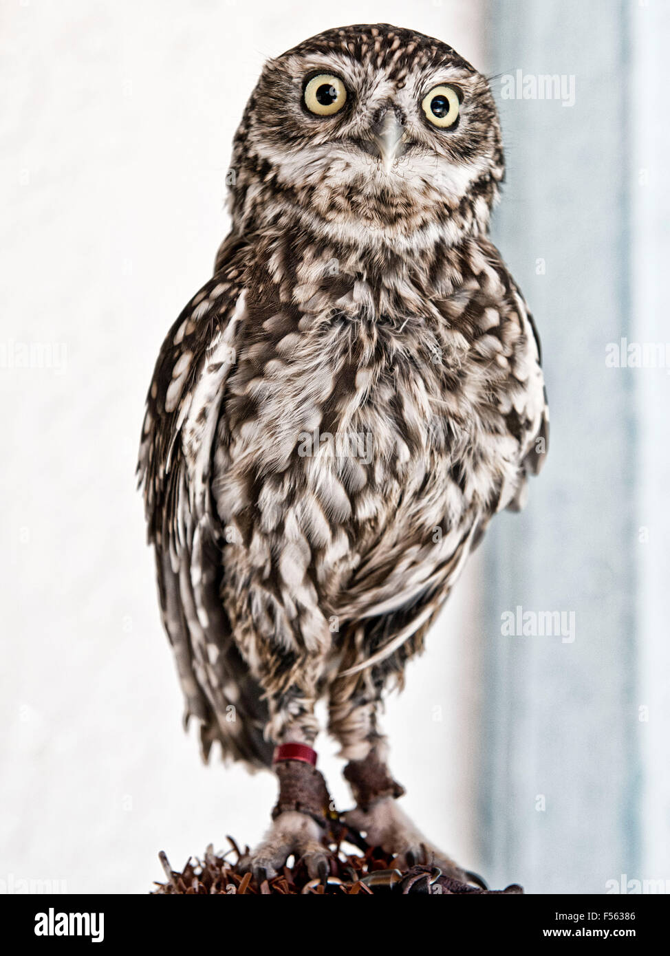 Waldkauz, tawny owl, brown owl, strix aluco, carabo europeo comun Stock ...